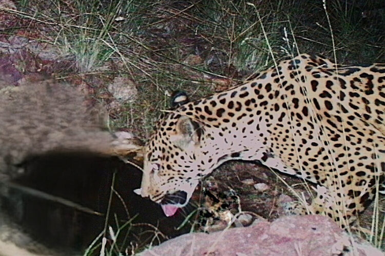 A new jaguar spotted in Arizona points to progress in the endangered ...